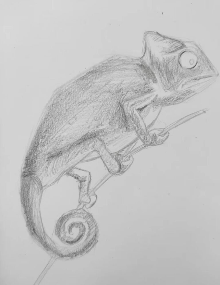 6+ simple steps on how to draw a Chameleon like a pro