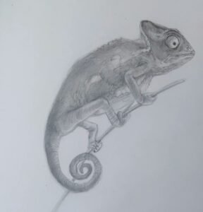 6+ simple steps on how to draw a Chameleon like a pro