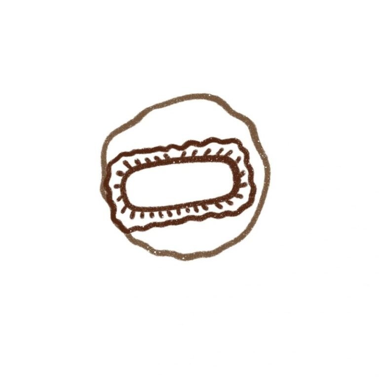 How to draw a cookie like a pro in 8+ simple steps