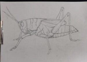 how to draw a grasshopper in 7 easy-to-follow steps - Dooduko – Easy ...