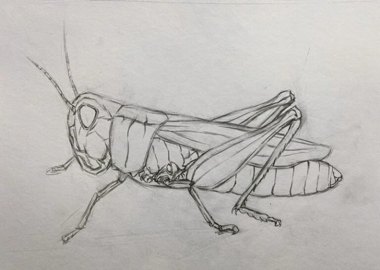 how to draw a grasshopper in 7 easy-to-follow steps - Dooduko – Easy ...