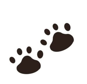 How to Draw a Paw Print in 6 Simple, Fun, and Quick Steps
