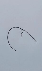 Top 8 pro tips on how to draw a shrimp with style