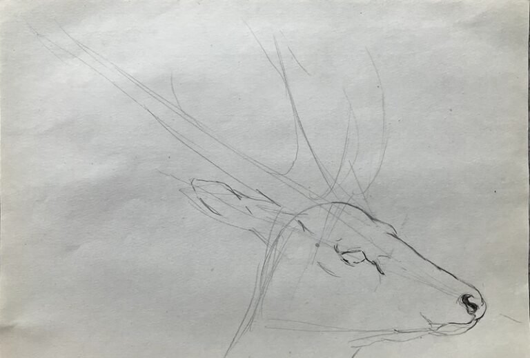 6+ quick sketches to learn how to draw the Deer fast