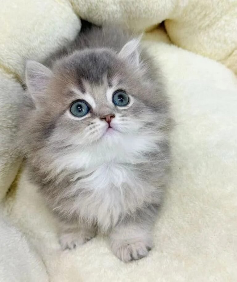 80+ cute cat pictures for dp that will melt your heart