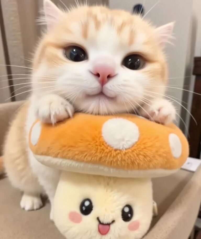80+ cute cat pictures for dp that will melt your heart