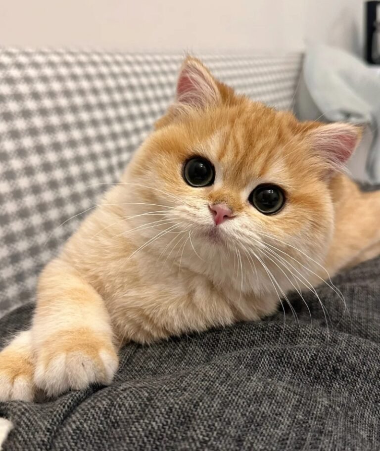 80+ cute cat pictures for dp that will melt your heart