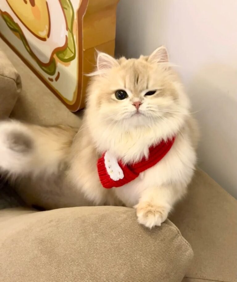 80+ cute cat pictures for dp that will melt your heart