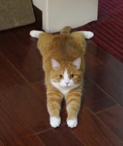 80+ cute cat pictures for dp that will melt your heart