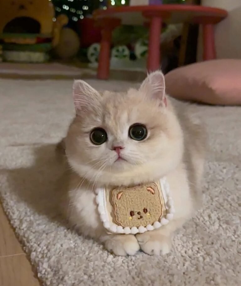 80+ cute cat pictures for dp that will melt your heart
