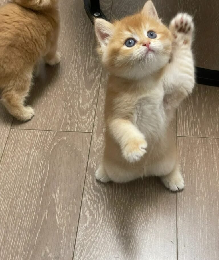 80+ cute cat pictures for dp that will melt your heart