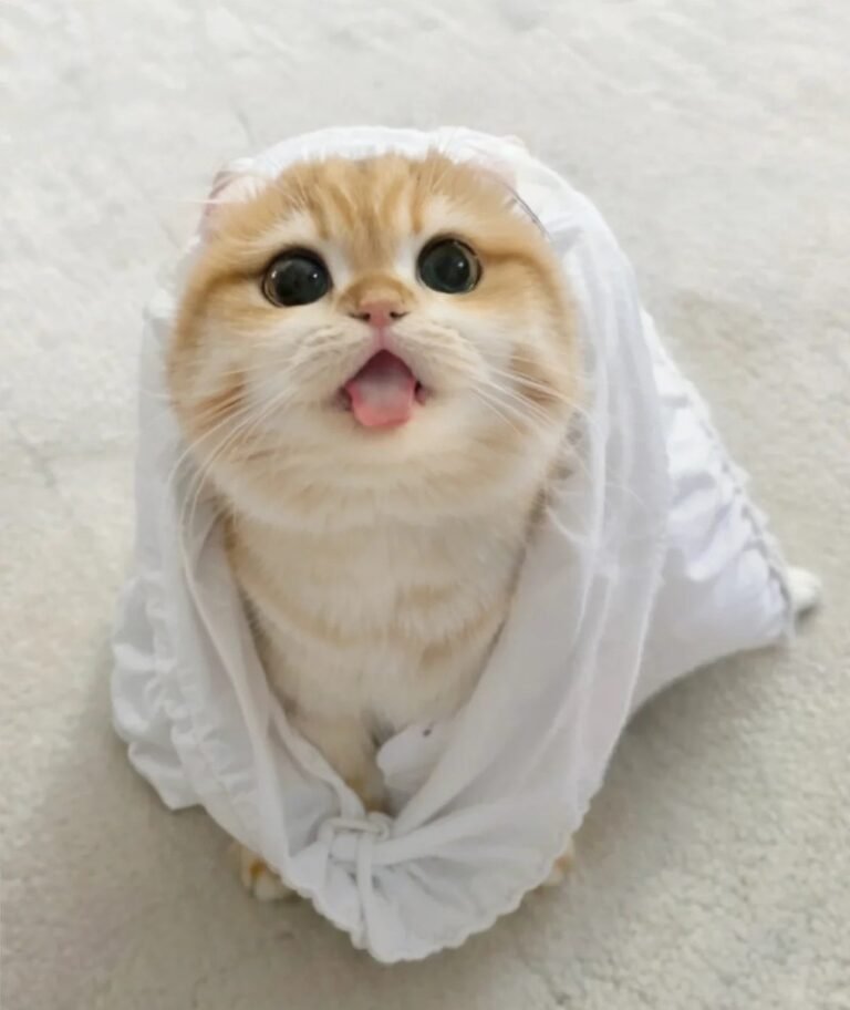 80+ cute cat pictures for dp that will melt your heart