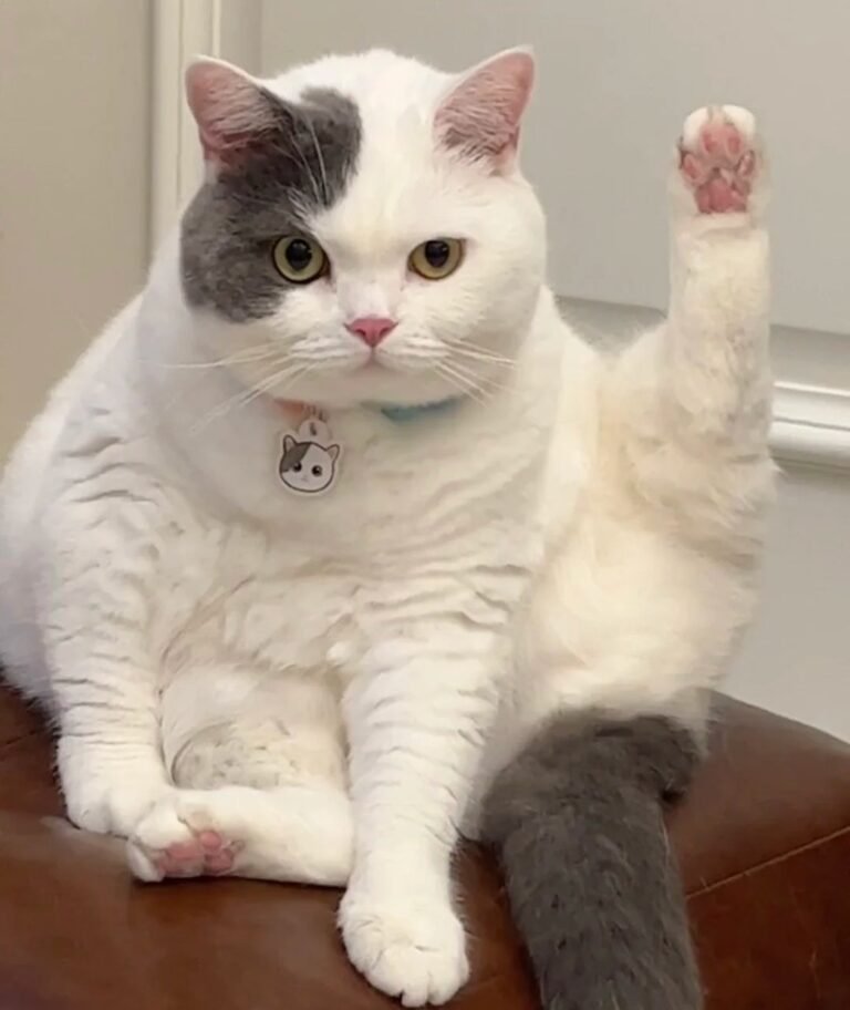 80+ cute cat pictures for dp that will melt your heart