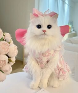 80+ cute cat pictures for dp that will melt your heart