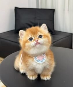 80+ cute cat pictures for dp that will melt your heart